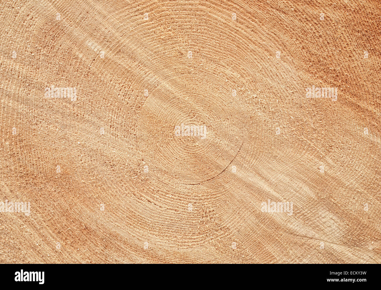 Log cross section hi-res stock photography and images - Alamy