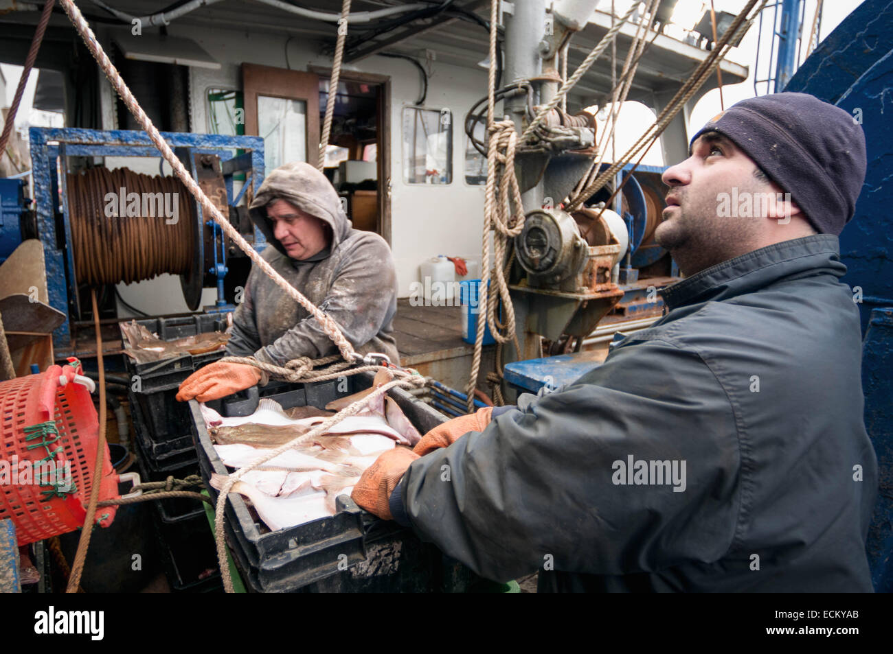 Fishing boat crew offloading yellowtail flounder (Limanda ferruginea ...