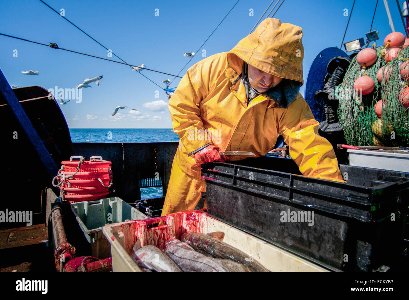 Fisherman cleaning Atlantic Cod fish (Gadus morhua) on deck of fishing ...