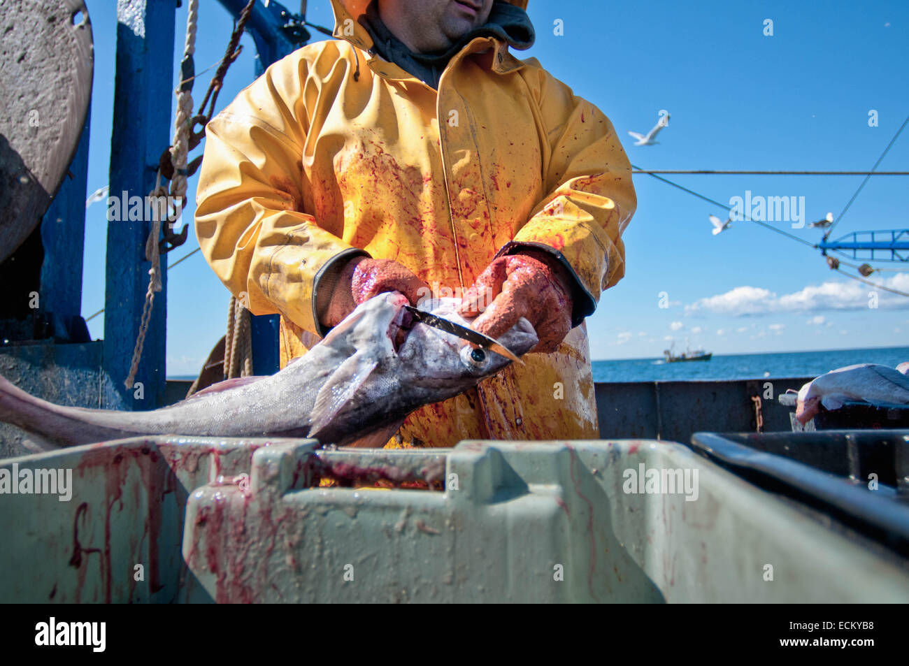 Fish cleaning industry hi-res stock photography and images - Alamy