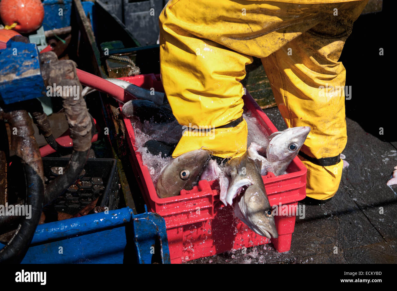 G Morhua High Resolution Stock Photography and Images - Alamy