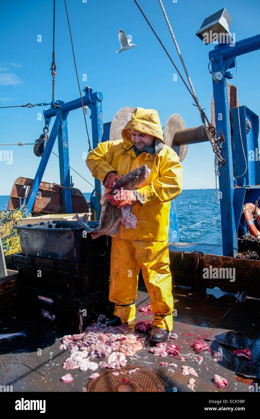G morhua hi-res stock photography and images - Alamy