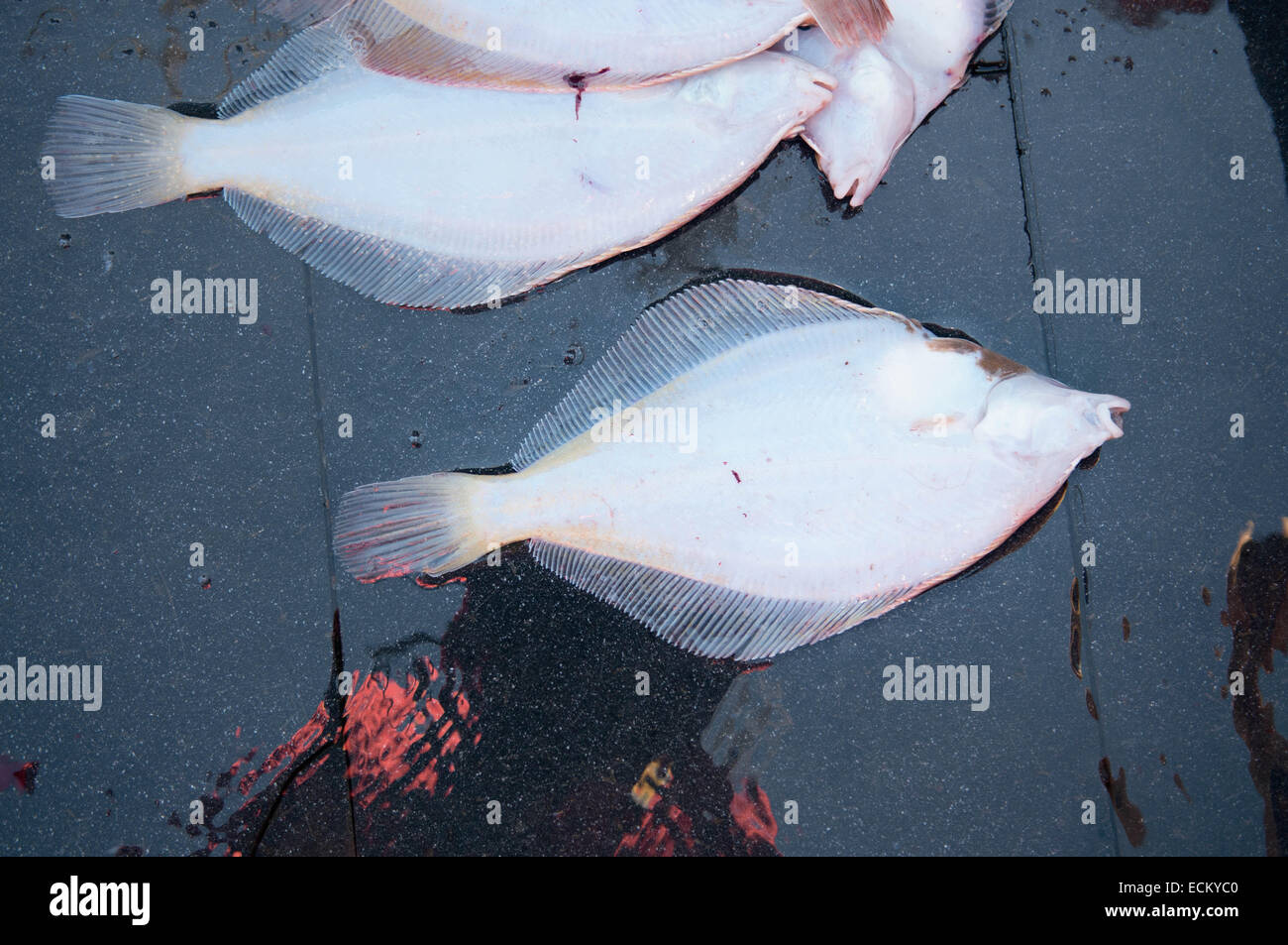 Bycatch of Yellowtail Flounder (Limanda ferruginea) on deck of fishing ...