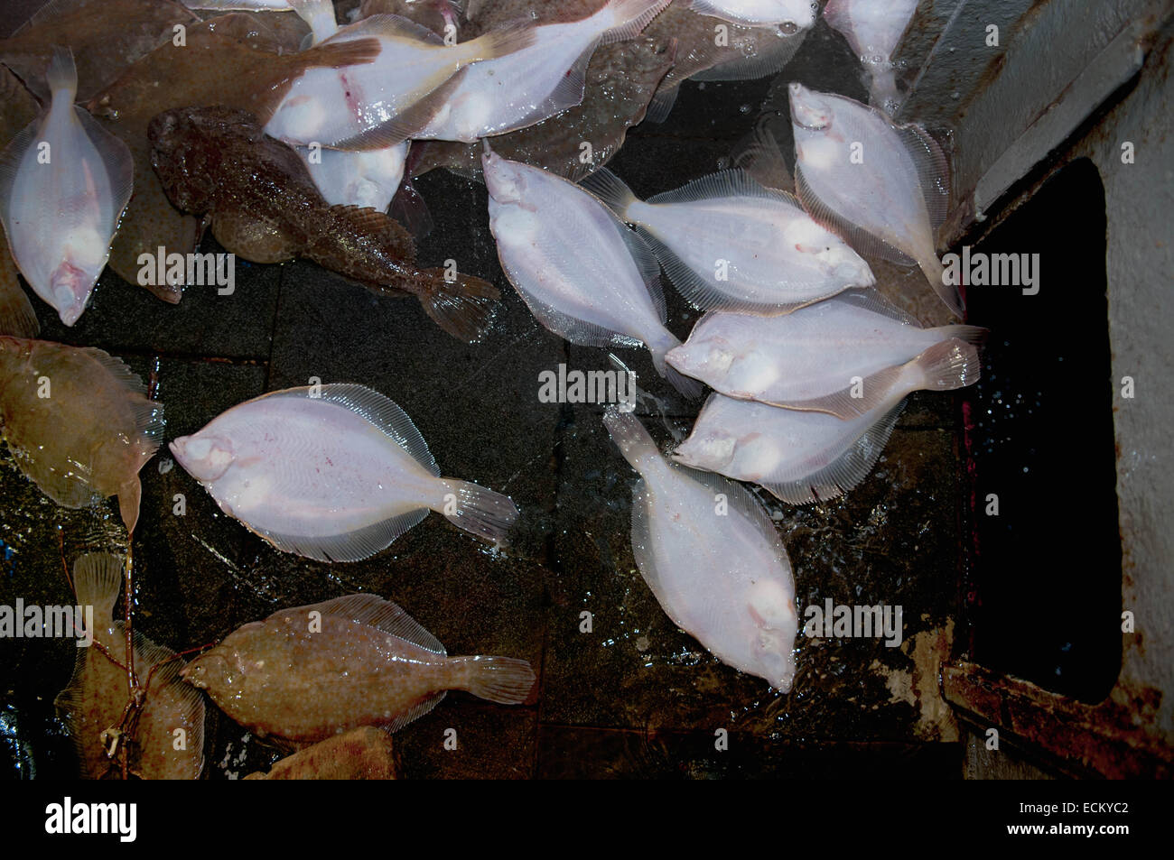 Trawling bycatch hi-res stock photography and images - Alamy