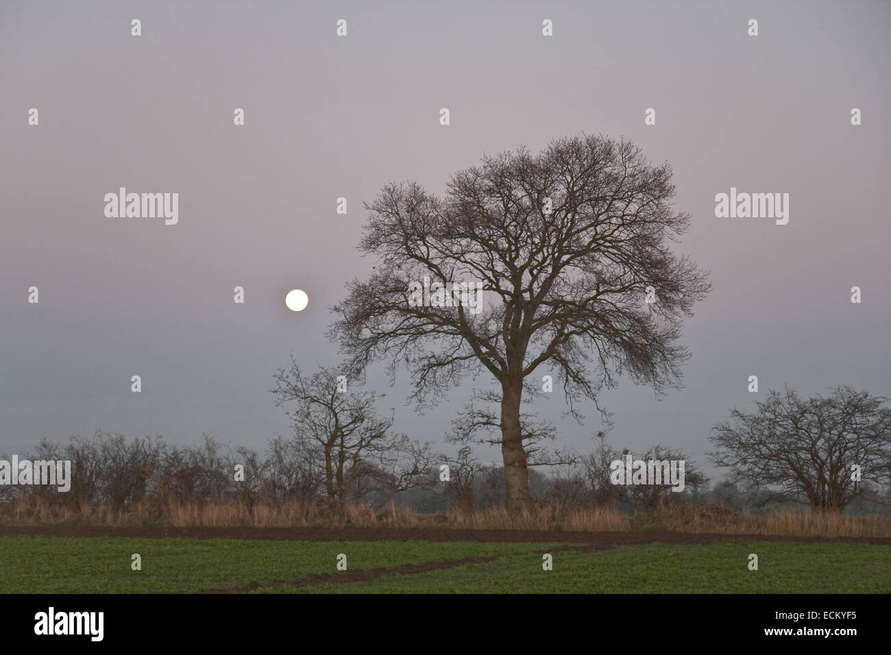 Moon tree hi-res stock photography and images - Alamy