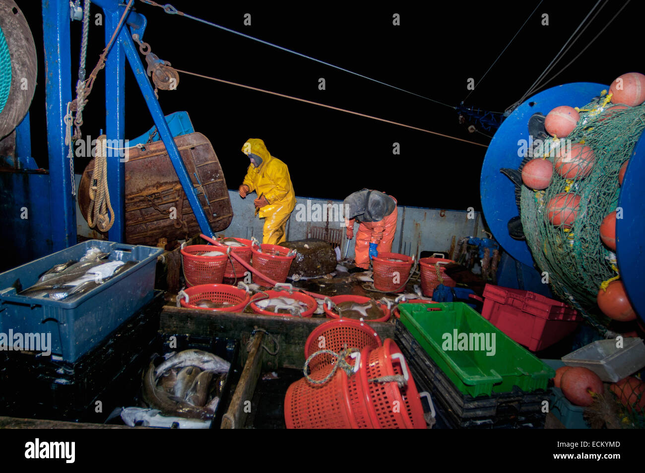 Fisherman sorting catch of Atlantic Cod (Gadus morhua) and Yellowtail ...