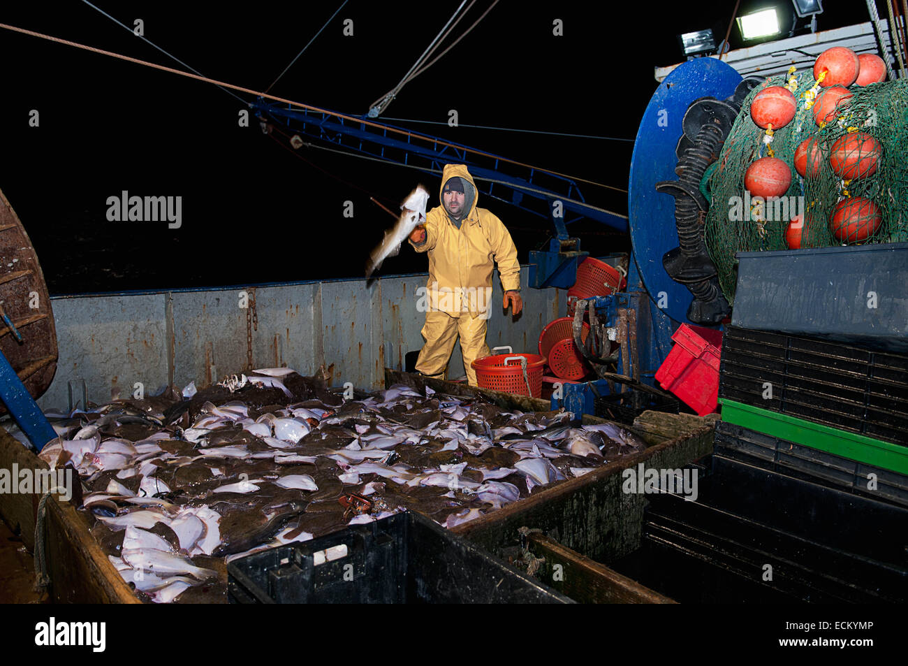 Fisherman sorting catch of Atlantic Cod (Gadus morhua) and Yellowtail ...