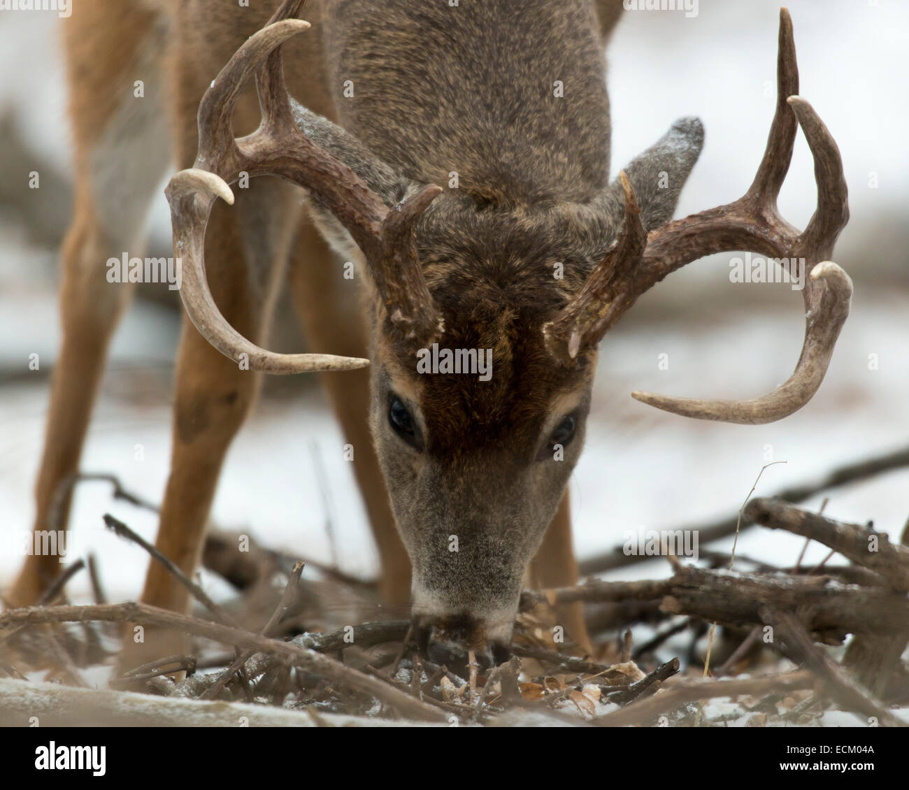 Large whitetail deer hi-res stock photography and images - Alamy