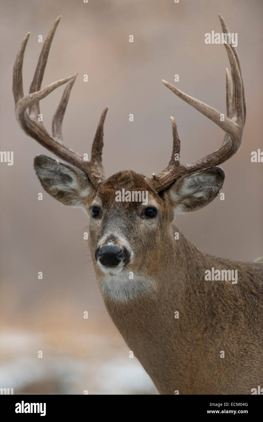 Large Whitetail Deer Stock Photo - Alamy