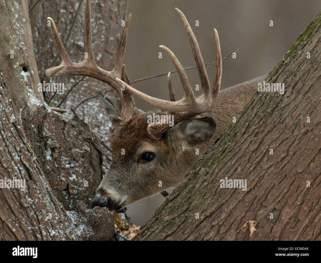 Large whitetail deer hi-res stock photography and images - Alamy