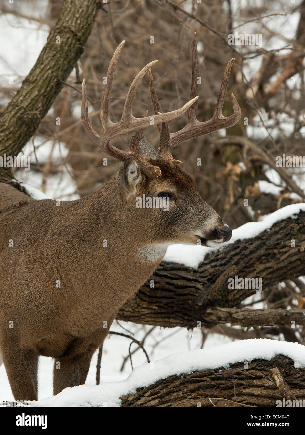 Whitetail white tail hi-res stock photography and images - Alamy