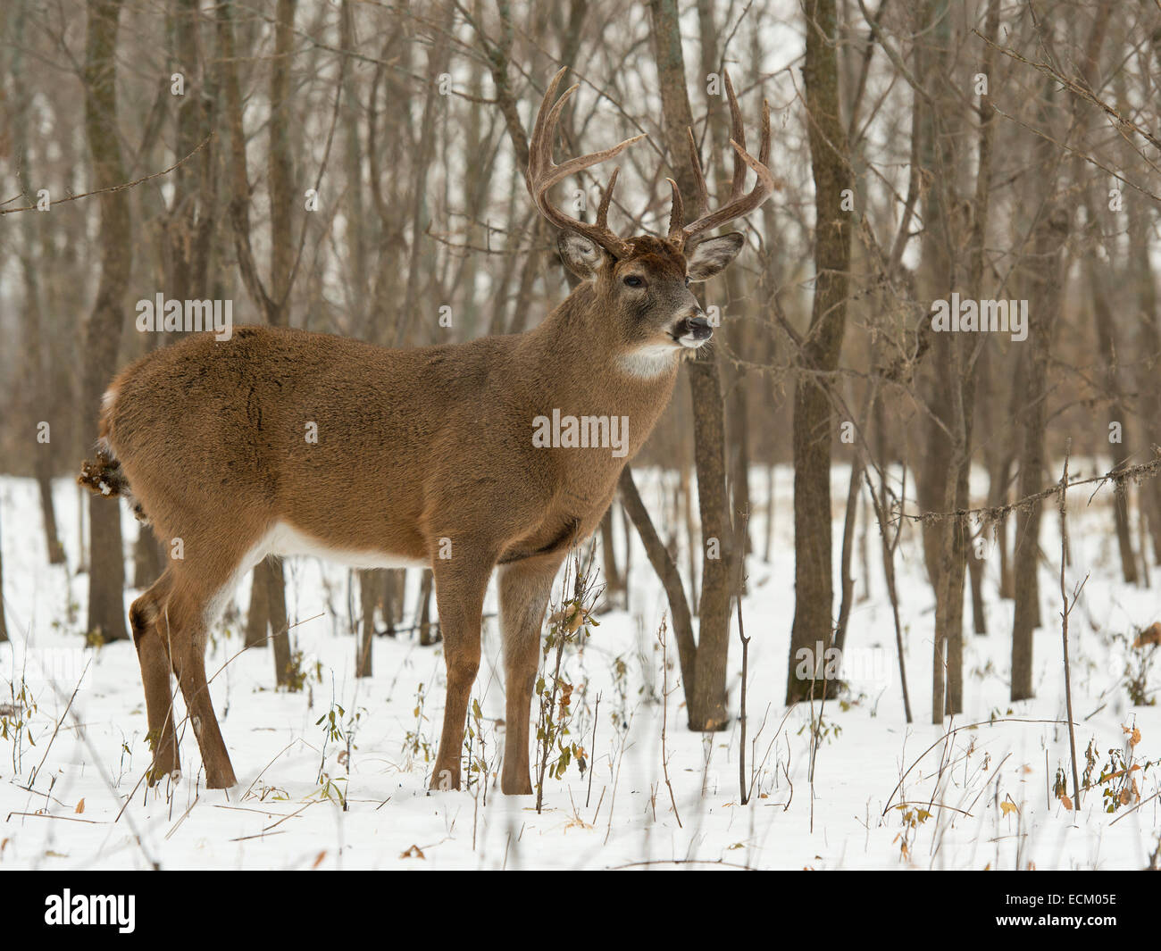 White tail buck hi-res stock photography and images - Alamy