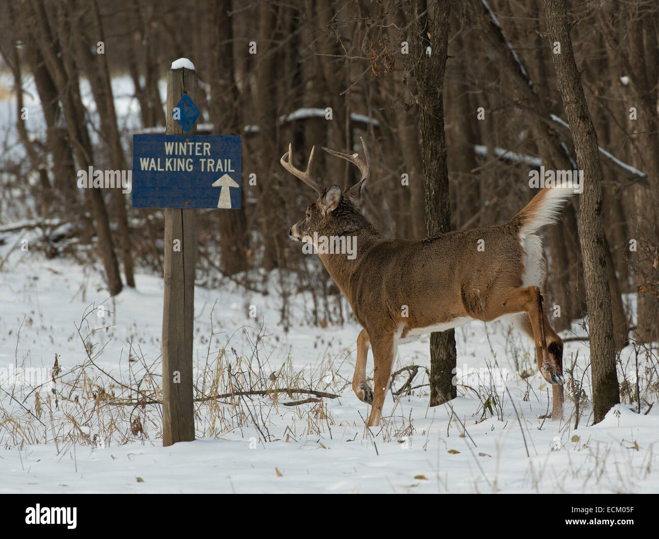 Rack of deer hi-res stock photography and images - Alamy