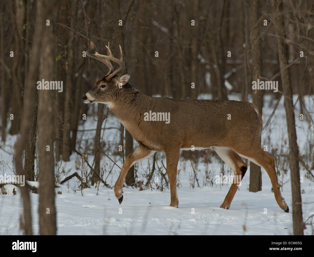 A large Whitetail Buck Stock Photo - Alamy