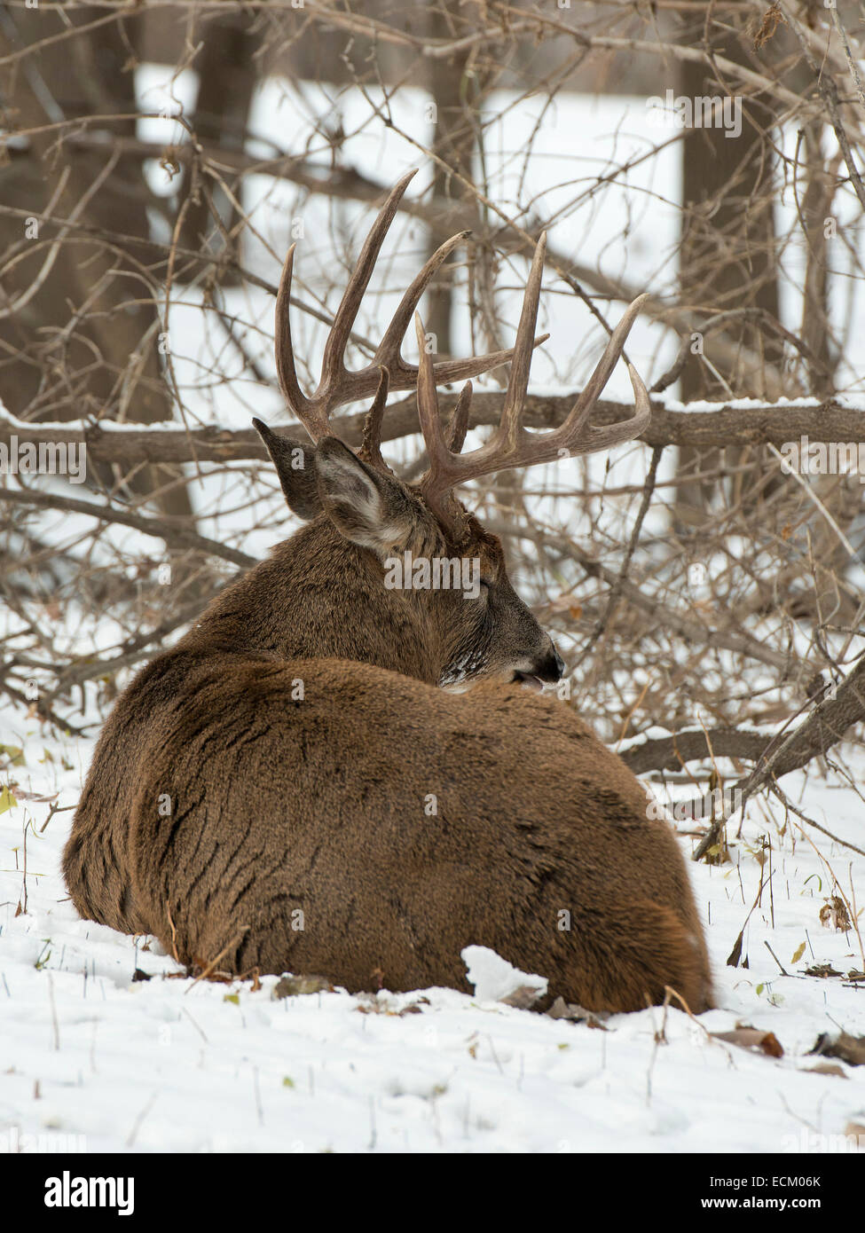 Large Whitetail Deer Stock Photo - Alamy