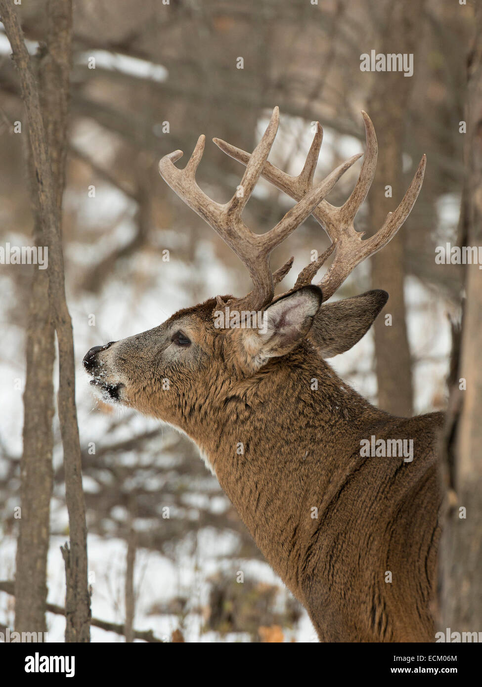 Whitetail Buck High Resolution Stock Photography and Images - Alamy
