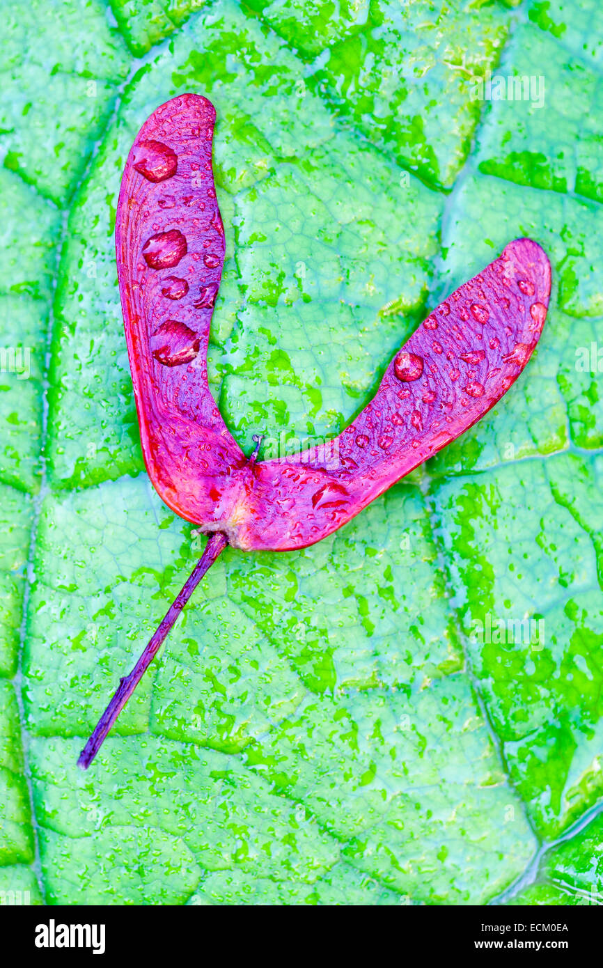 Winged Seeds of Purple Leaved Sycamore - Acer pseudoplatanus ...