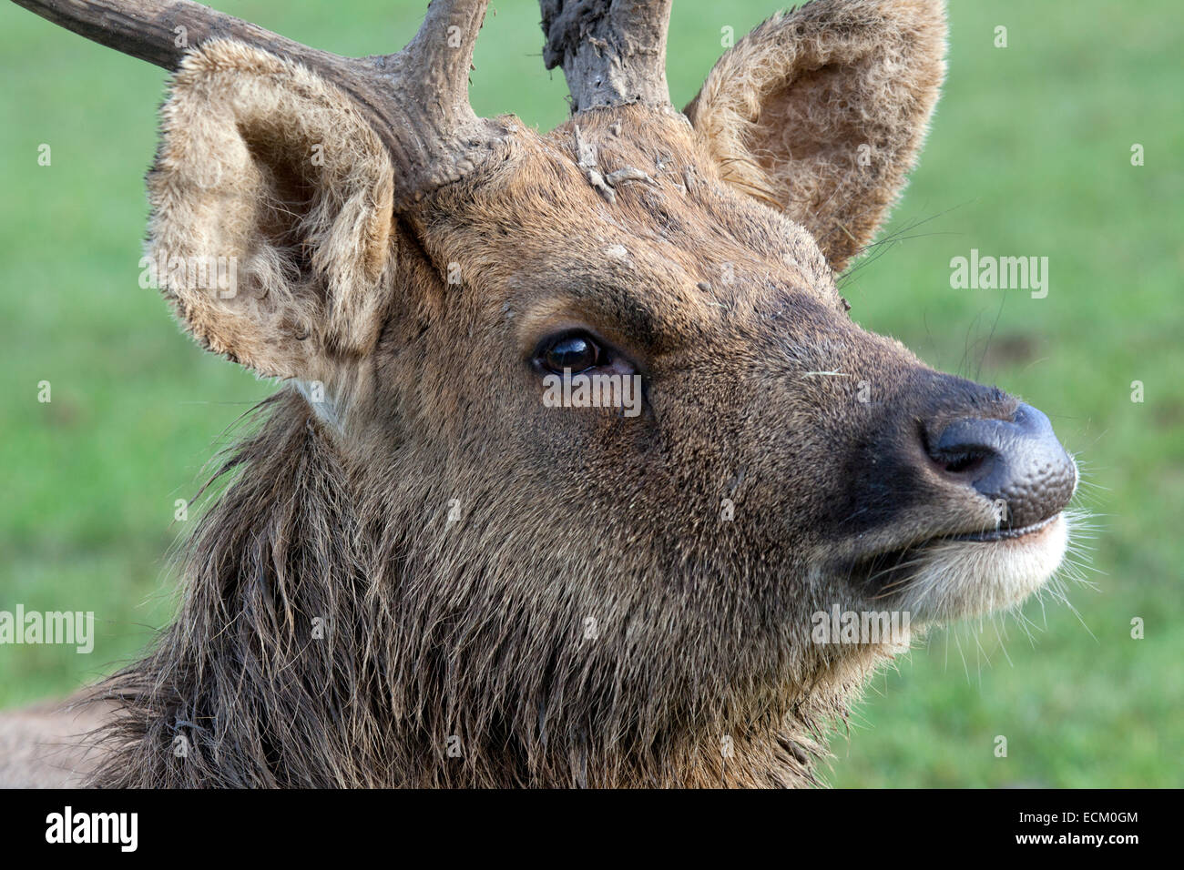 Barasingha indian hi-res stock photography and images - Alamy