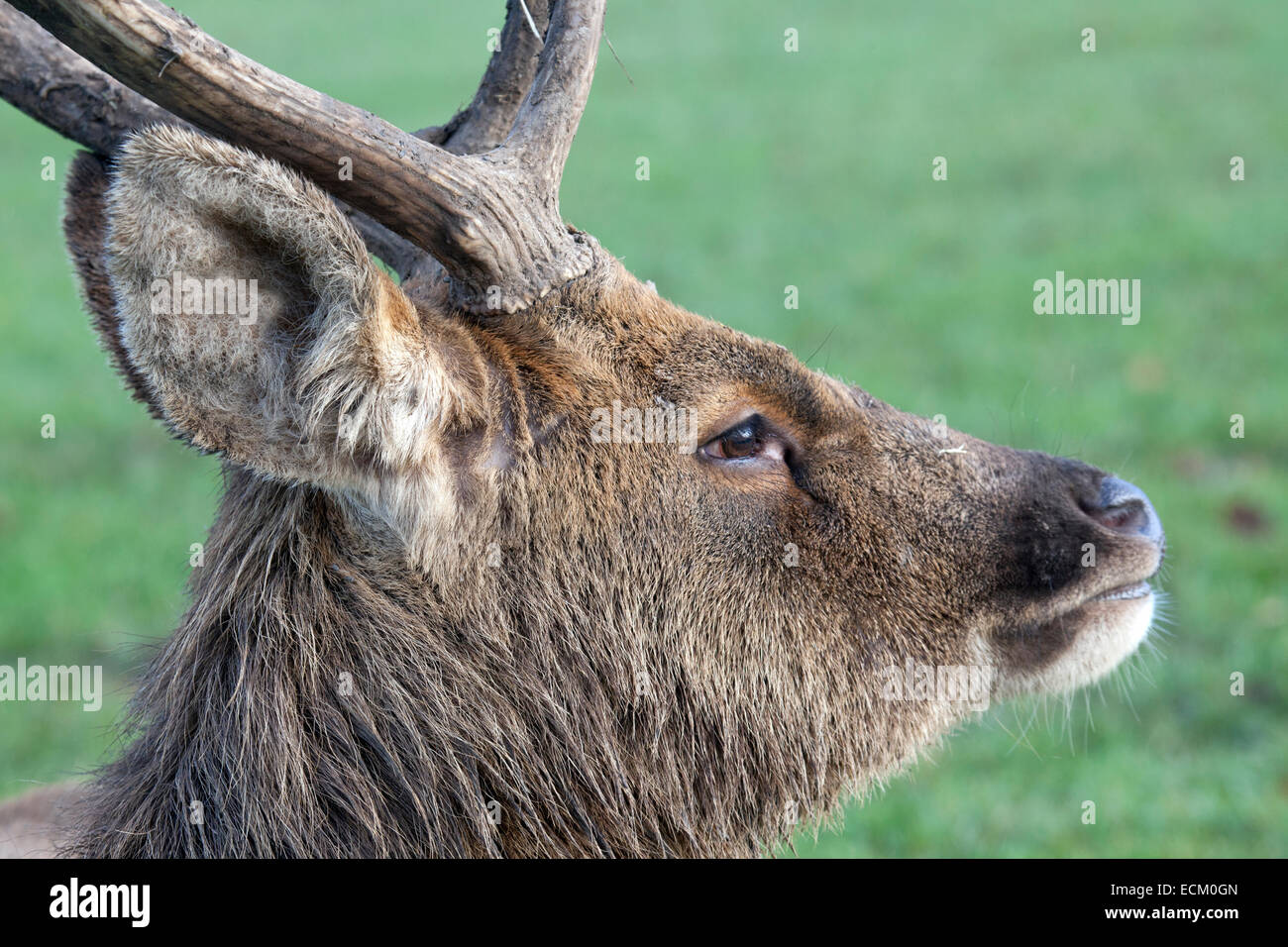 A head profile of a Barasingha Deer Stock Photo - Alamy