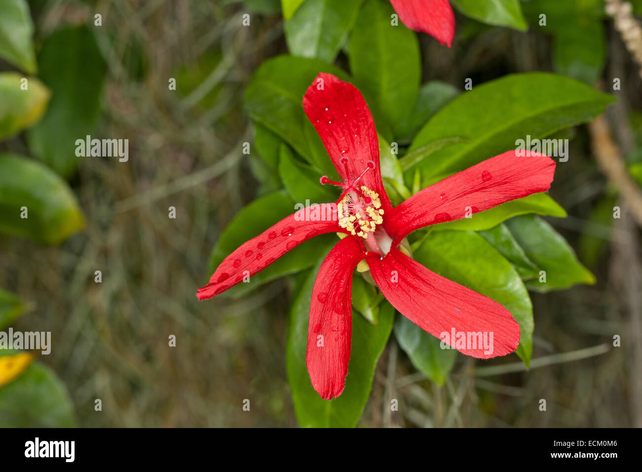 Hawaiian red hibiscus, Hawaiian hibiscus, hibiscus, Giant mallow, Rose ...