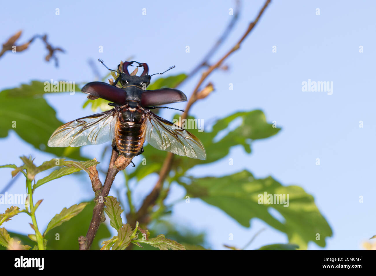 European stag beetle, stag-beetle, male, flight, Hirschkäfer, Männchen ...