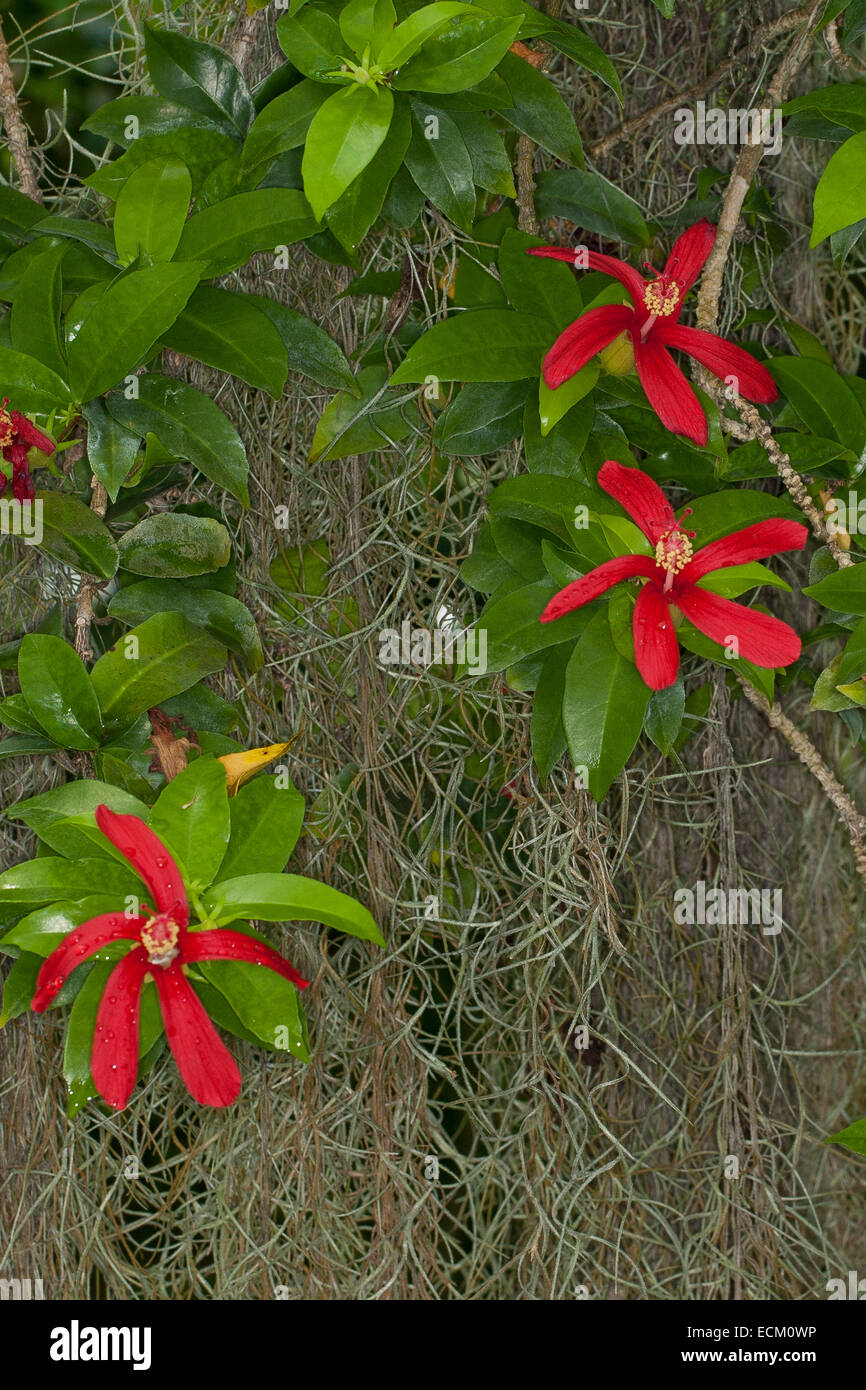 Hawaiian red hibiscus, Hawaiian hibiscus, hibiscus, Giant mallow, Rose ...
