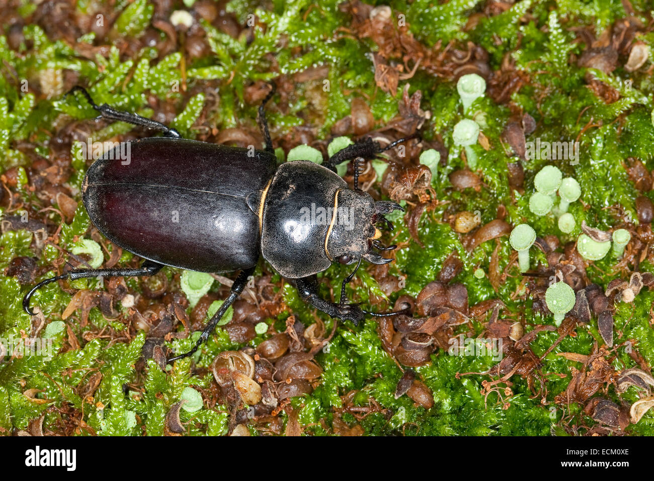 European stag beetle, stag-beetle, female, Hirschkäfer, Weibchen ...