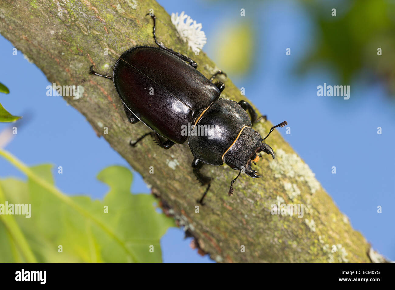European stag beetle, stag-beetle, female, Hirschkäfer, Weibchen ...