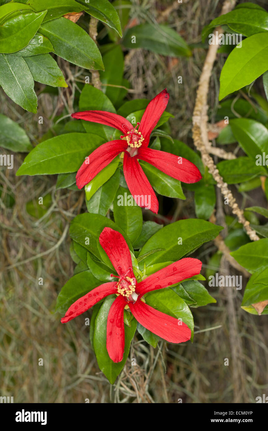 Hawaiian red hibiscus, Hawaiian hibiscus, hibiscus, Giant mallow, Rose ...