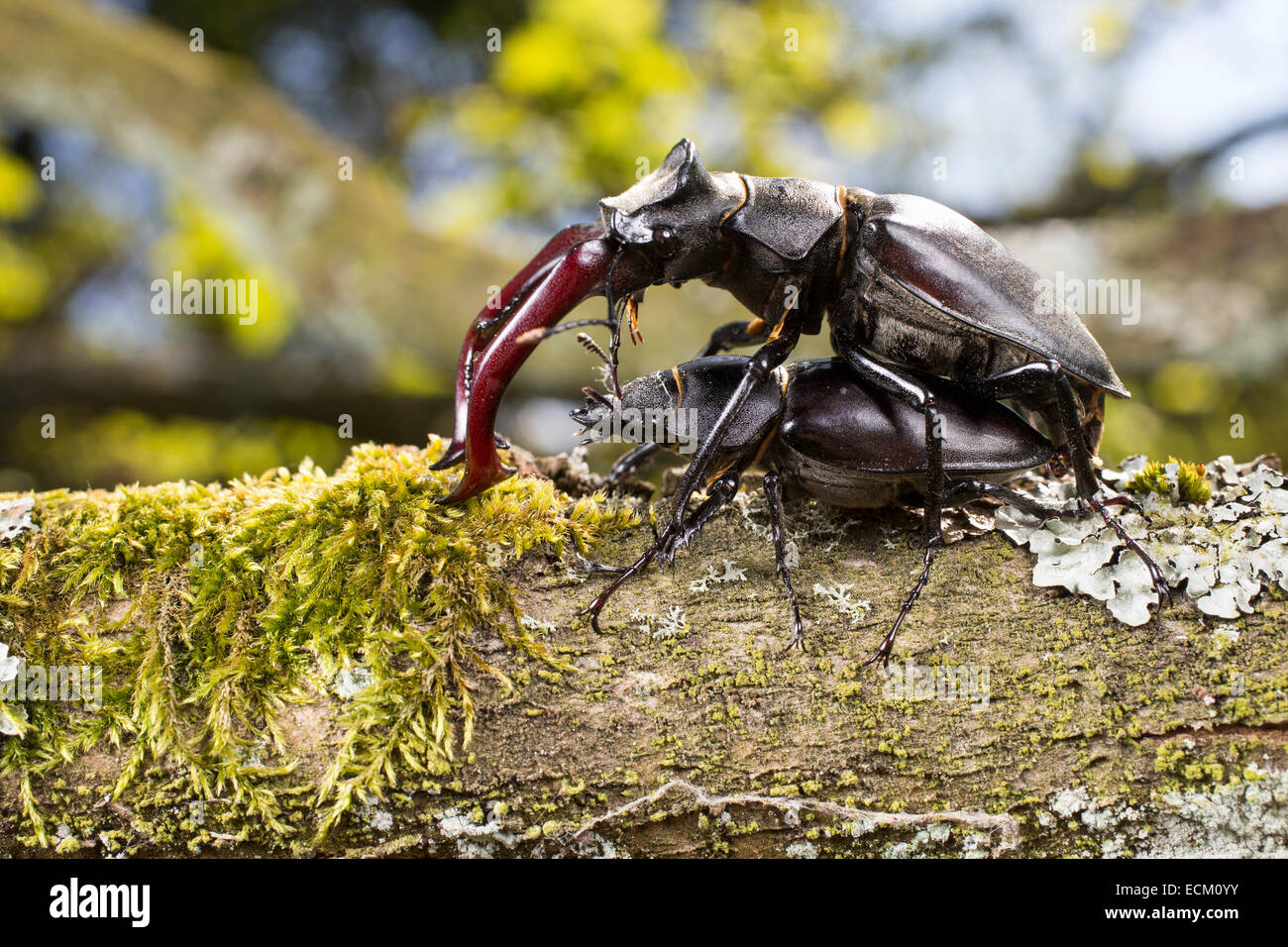 European stag beetle, stag-beetle, male, female, pair, pairing ...