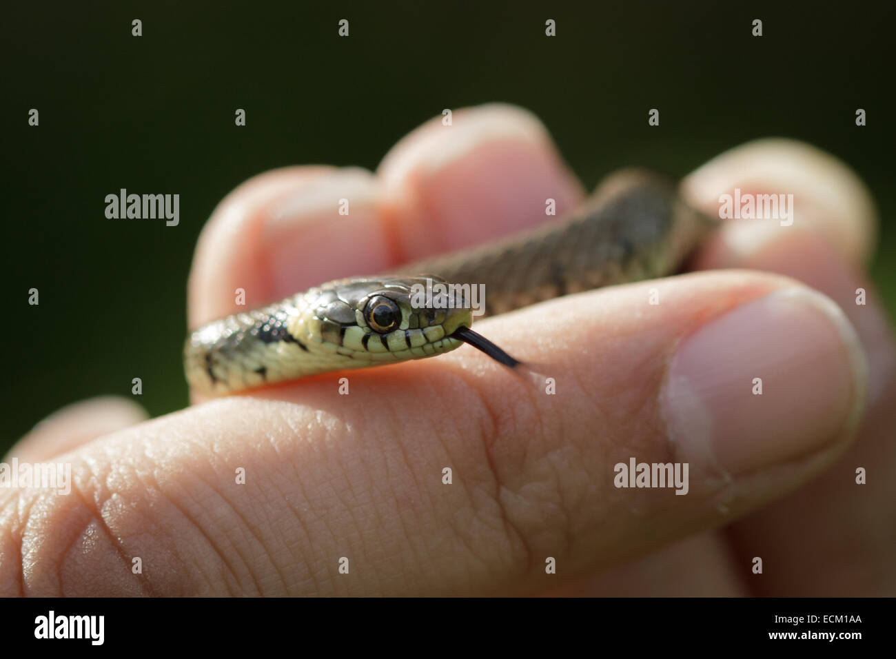 Hand holding snake hi-res stock photography and images - Alamy