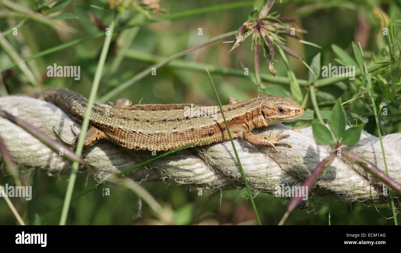 Common Lizard sunbathing Stock Photo - Alamy