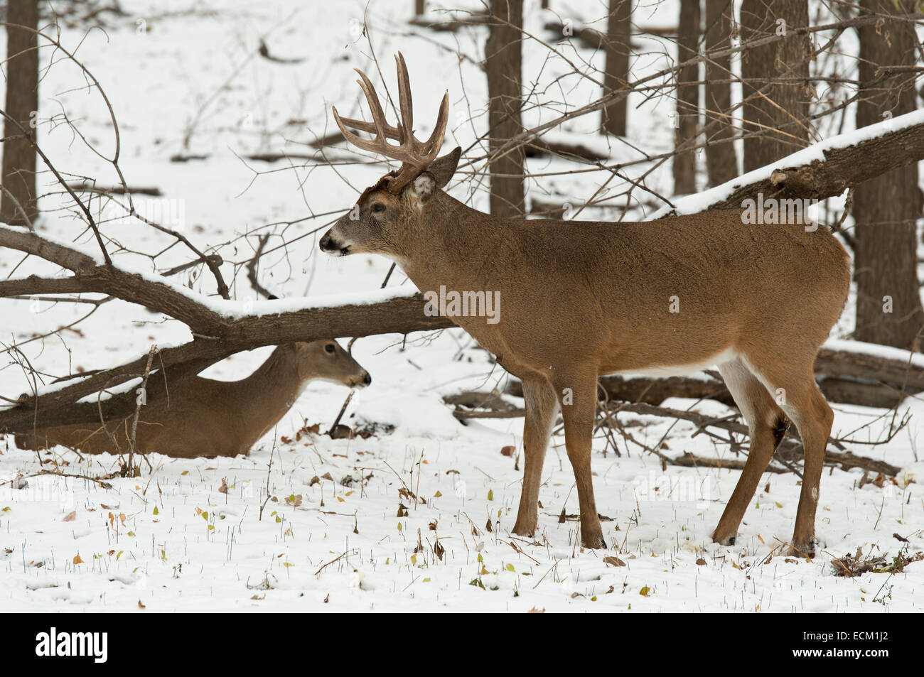 A pair of Whitetail Deer Stock Photo - Alamy