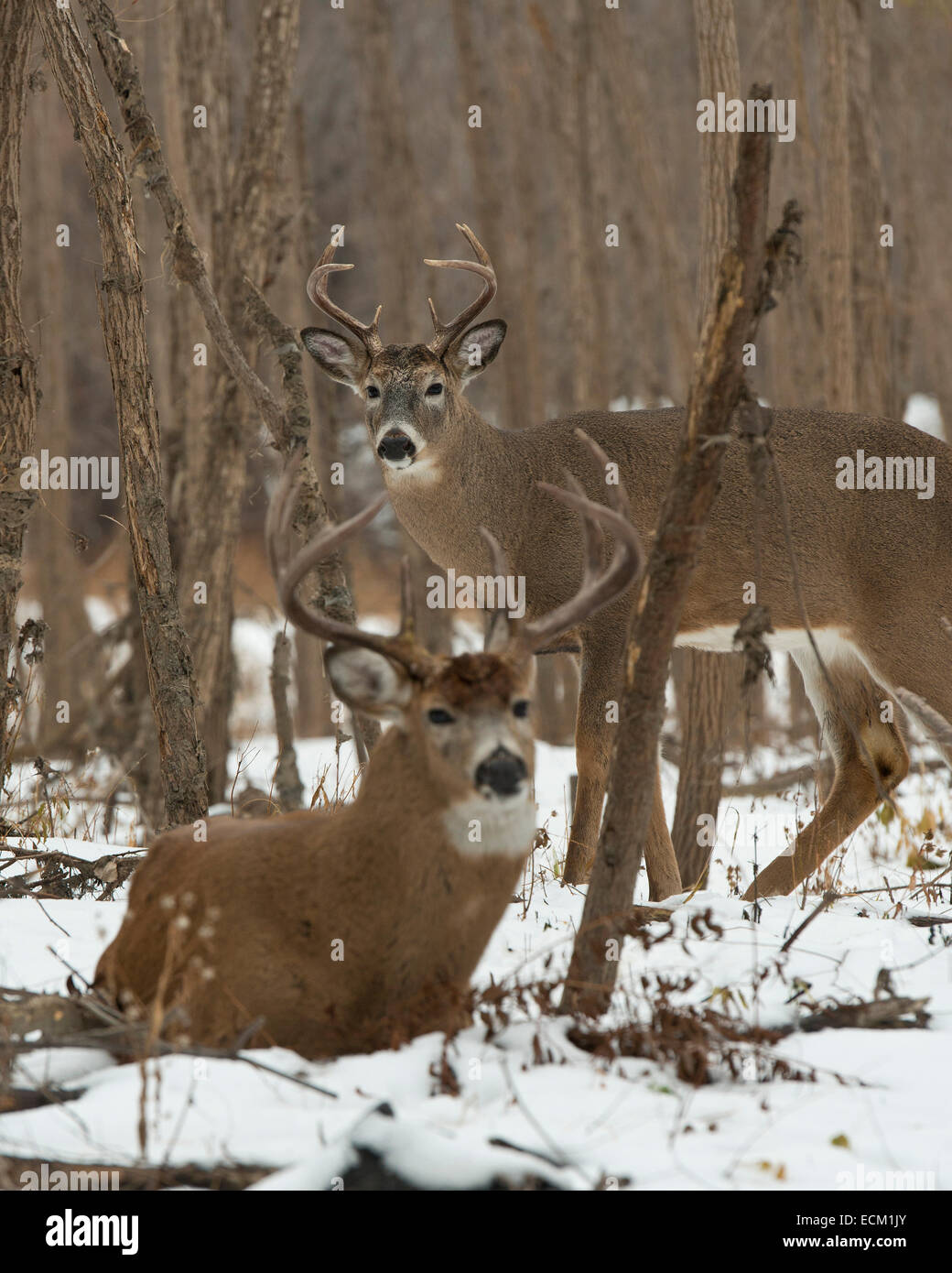 Whitetail Deer Bucks Stock Photo - Alamy