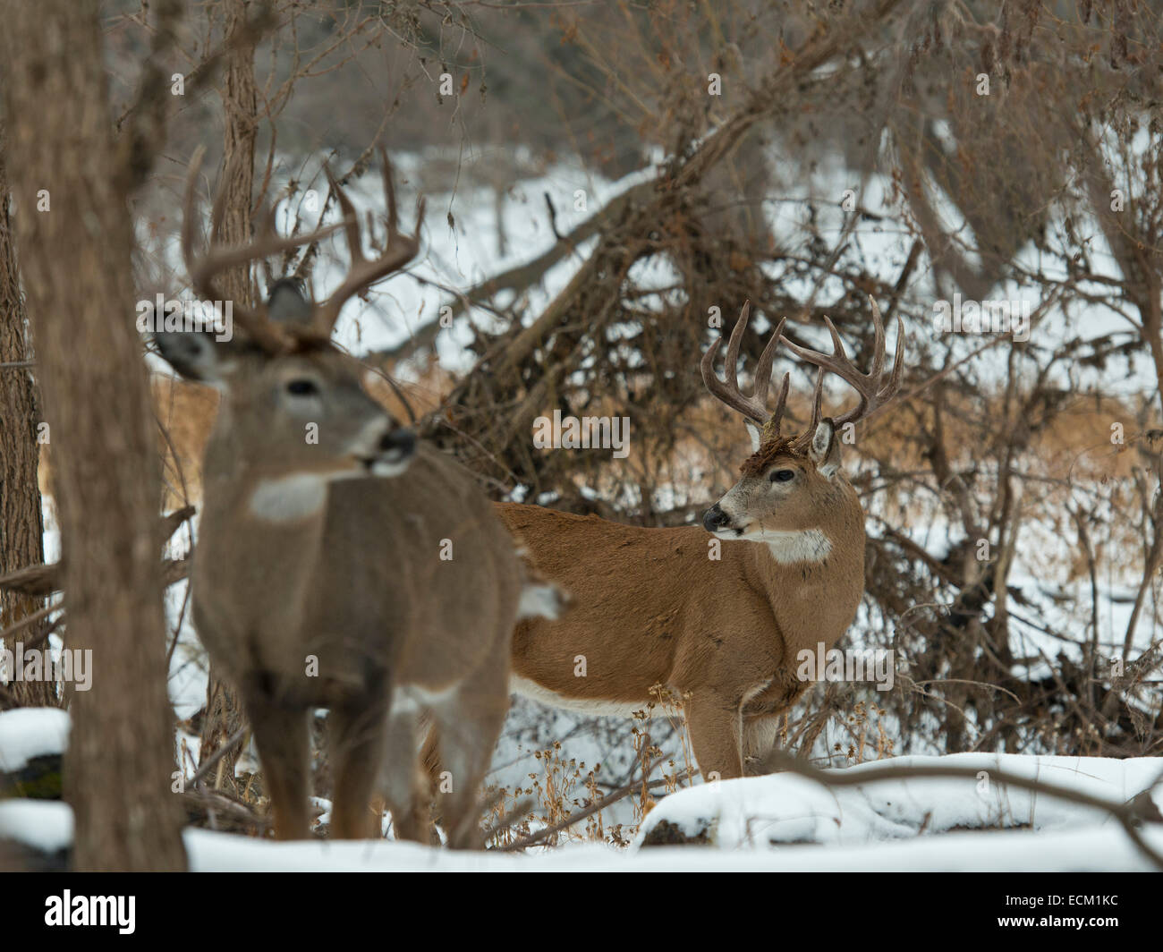 Whitetail Deer Bucks Stock Photo - Alamy