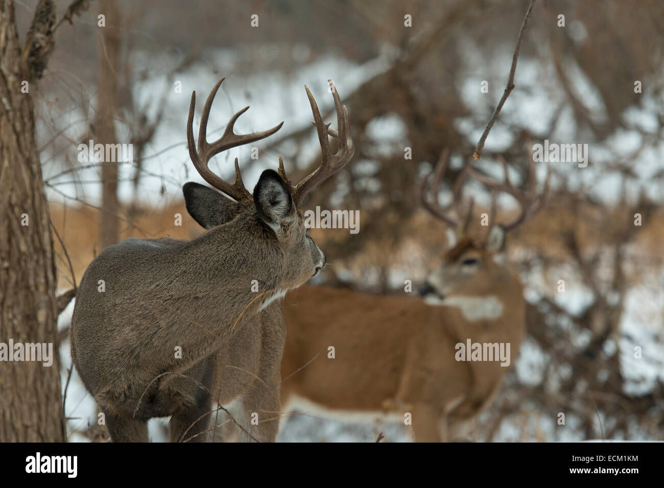 Whitetail Deer Bucks Stock Photo - Alamy