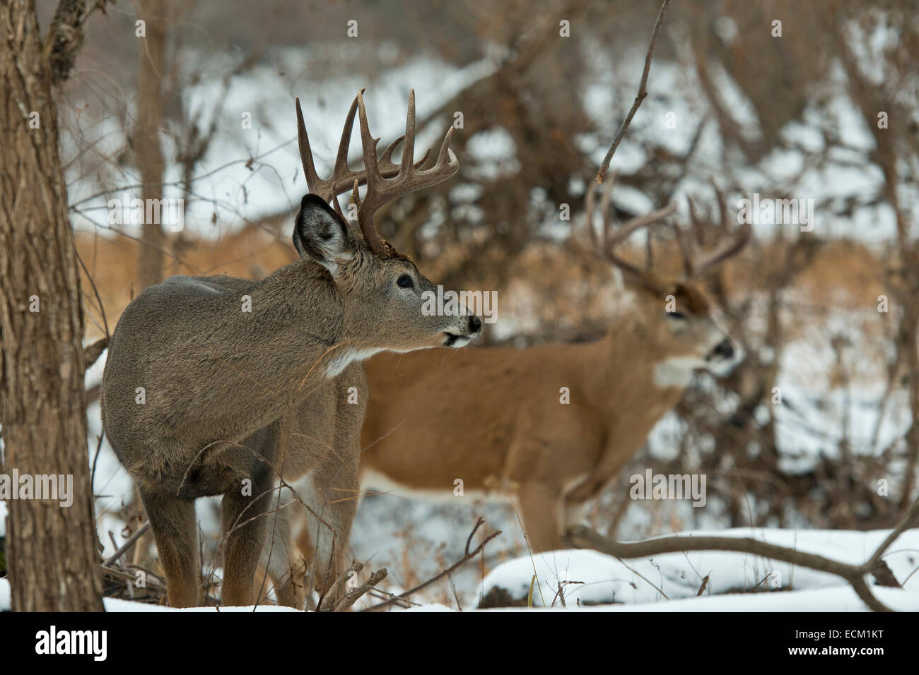 Whitetail Deer Bucks Stock Photo - Alamy