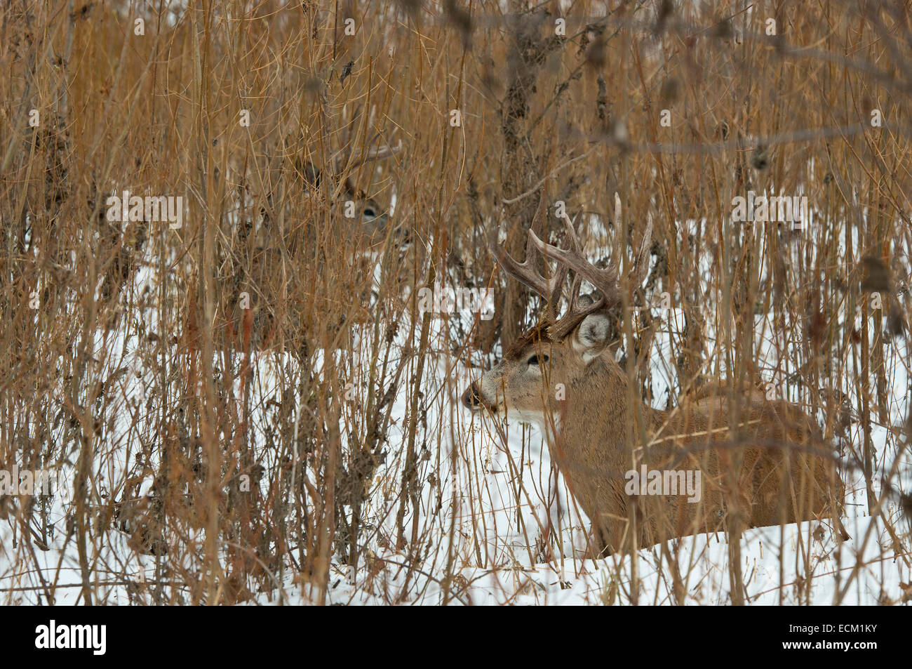 Whitetail Deer Bucks Stock Photo - Alamy