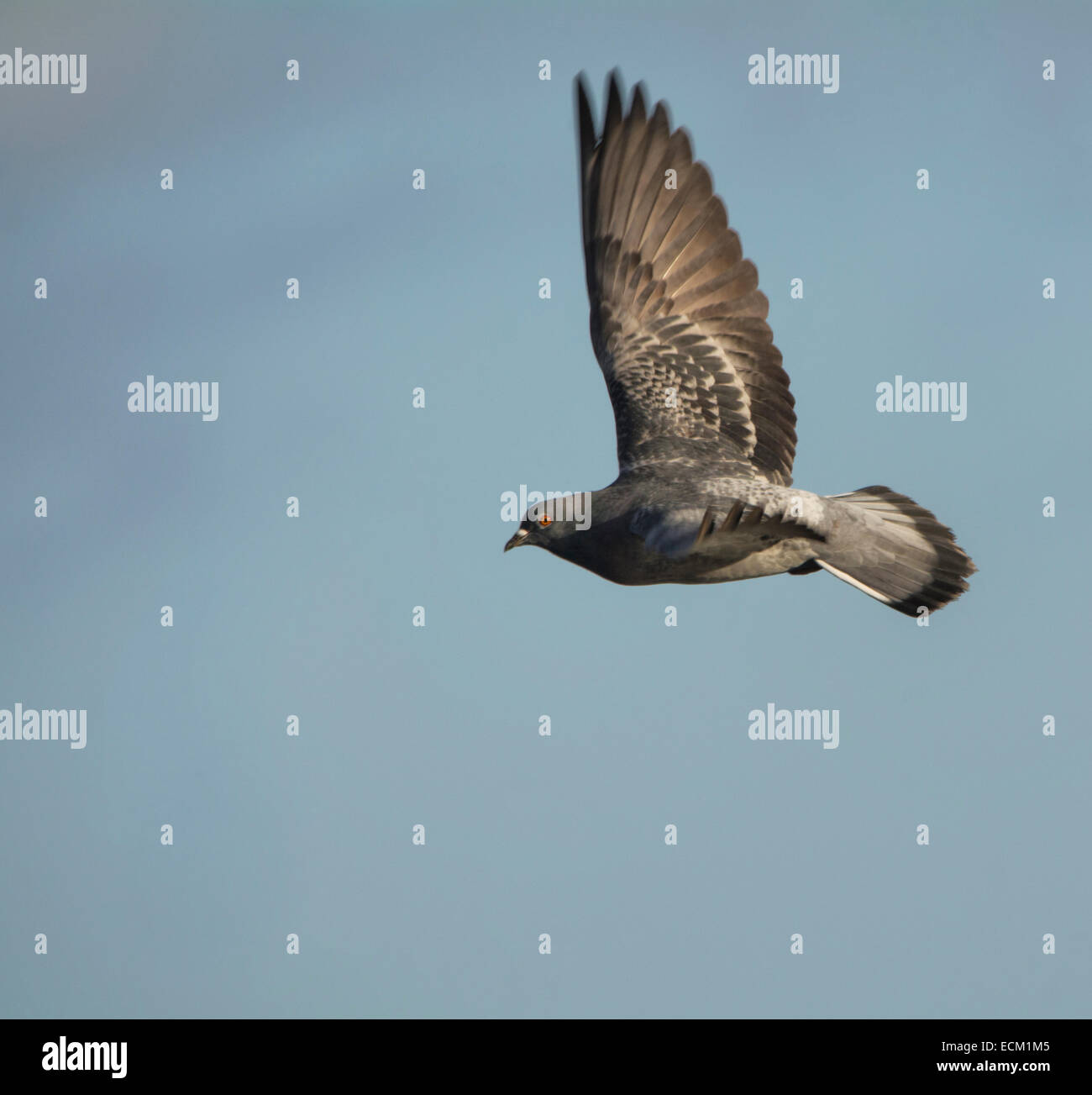 Pigeon In flight Stock Photo - Alamy