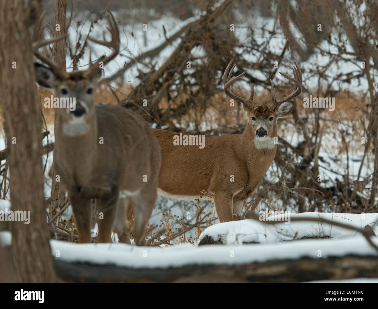 Whitetail Deer Bucks Stock Photo - Alamy