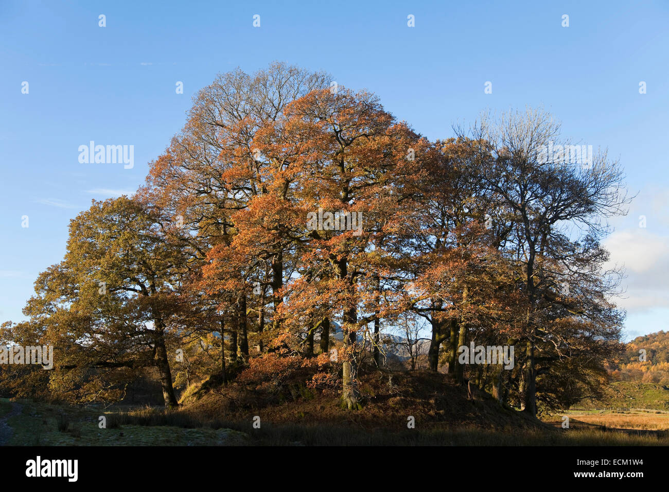 A copse of deciduous trees near Elterwater Stock Photo - Alamy