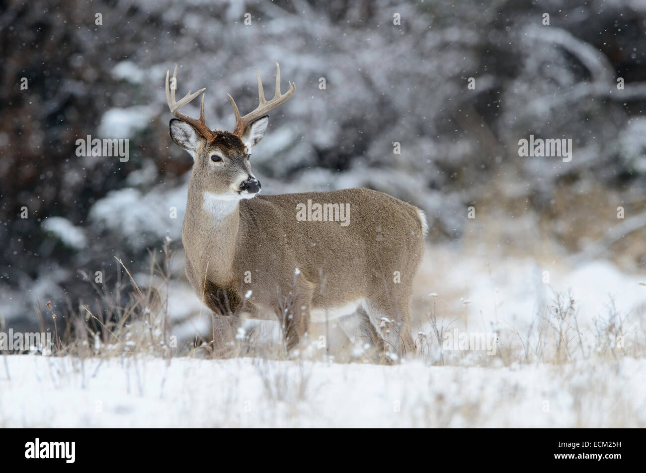 Snow falling a whitetail buck, Montana Stock Photo - Alamy