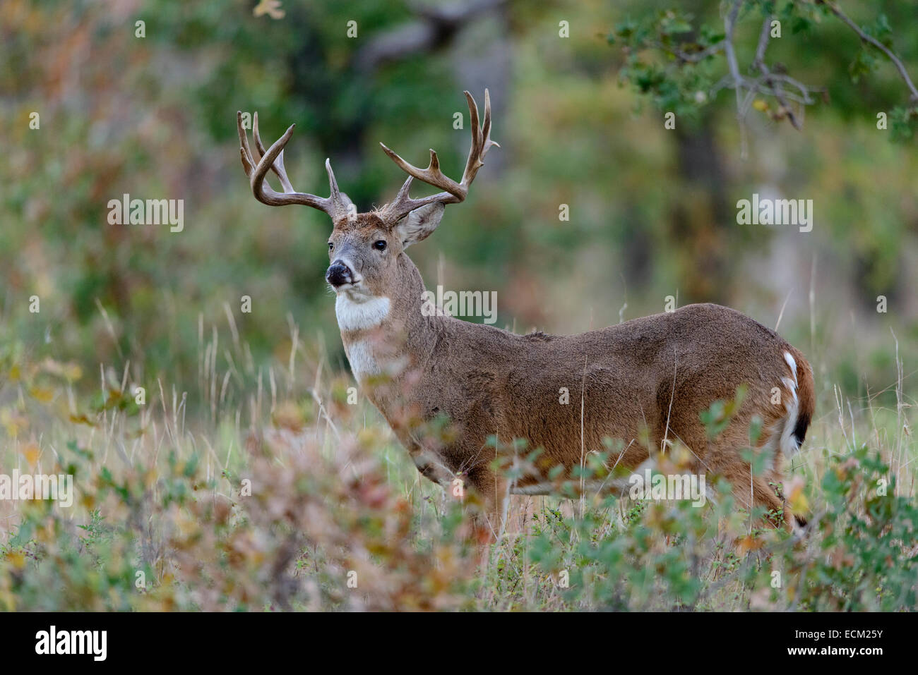 White-tailed Buck (Odocoileus virginianus), Southern Great Plains, USA ...