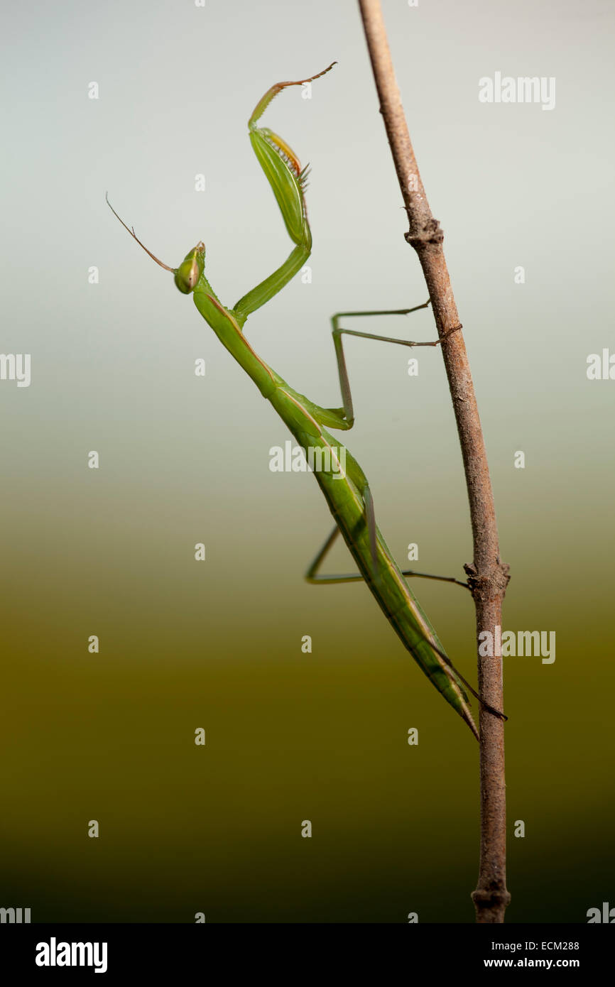 side-view of a praying mantis Stock Photo - Alamy