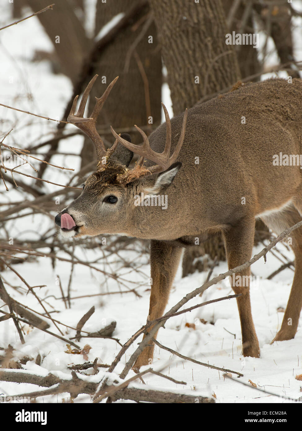 Whitetail deer buck huge hi-res stock photography and images - Alamy