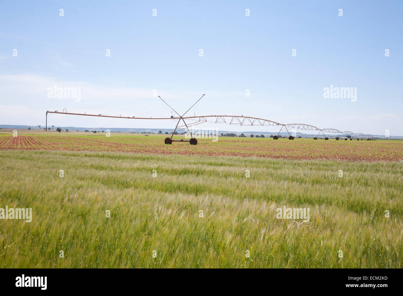 wheat green field landscape with irrigate wheels in Castilla Spain ...