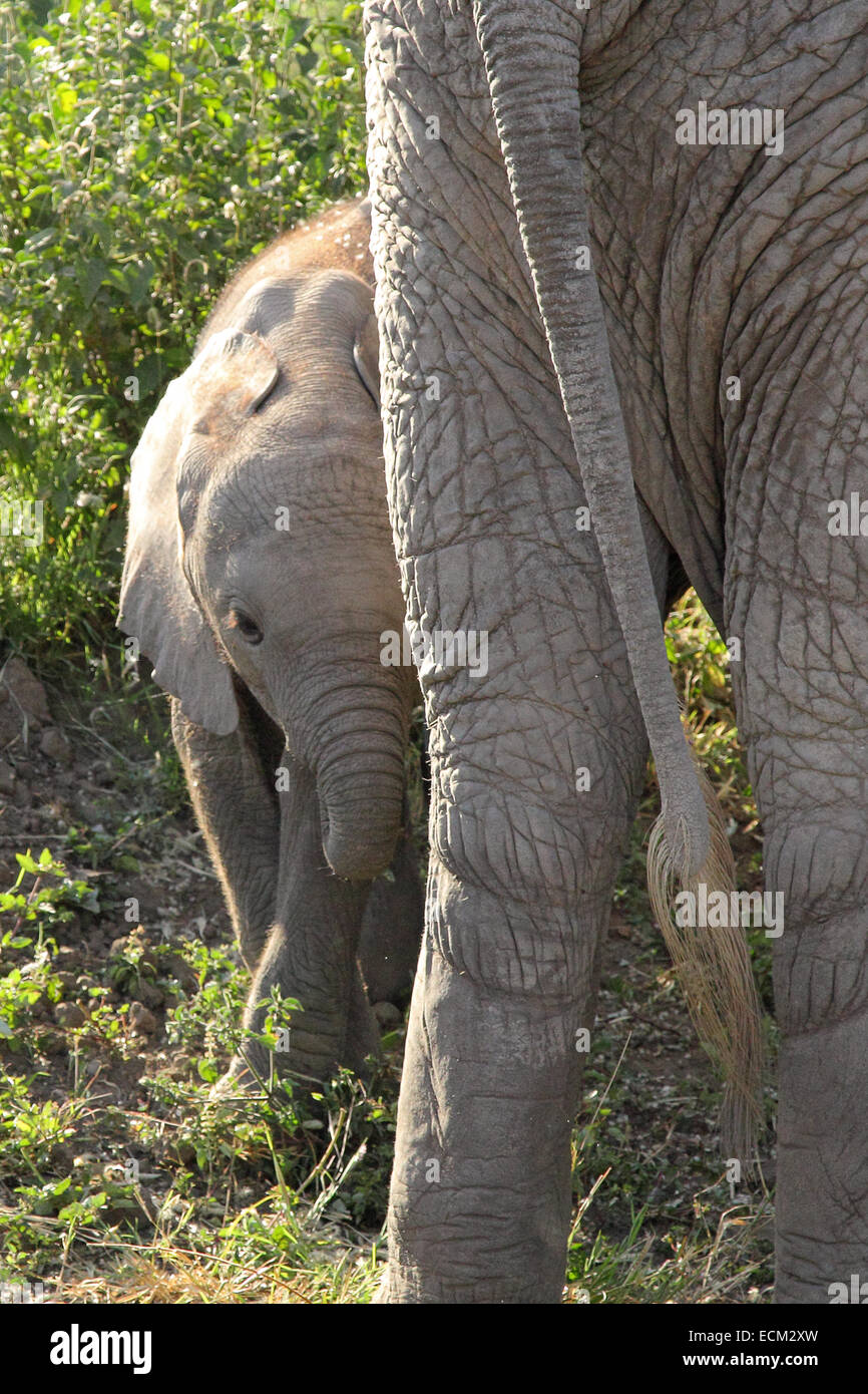 Elephant protection hi-res stock photography and images - Alamy