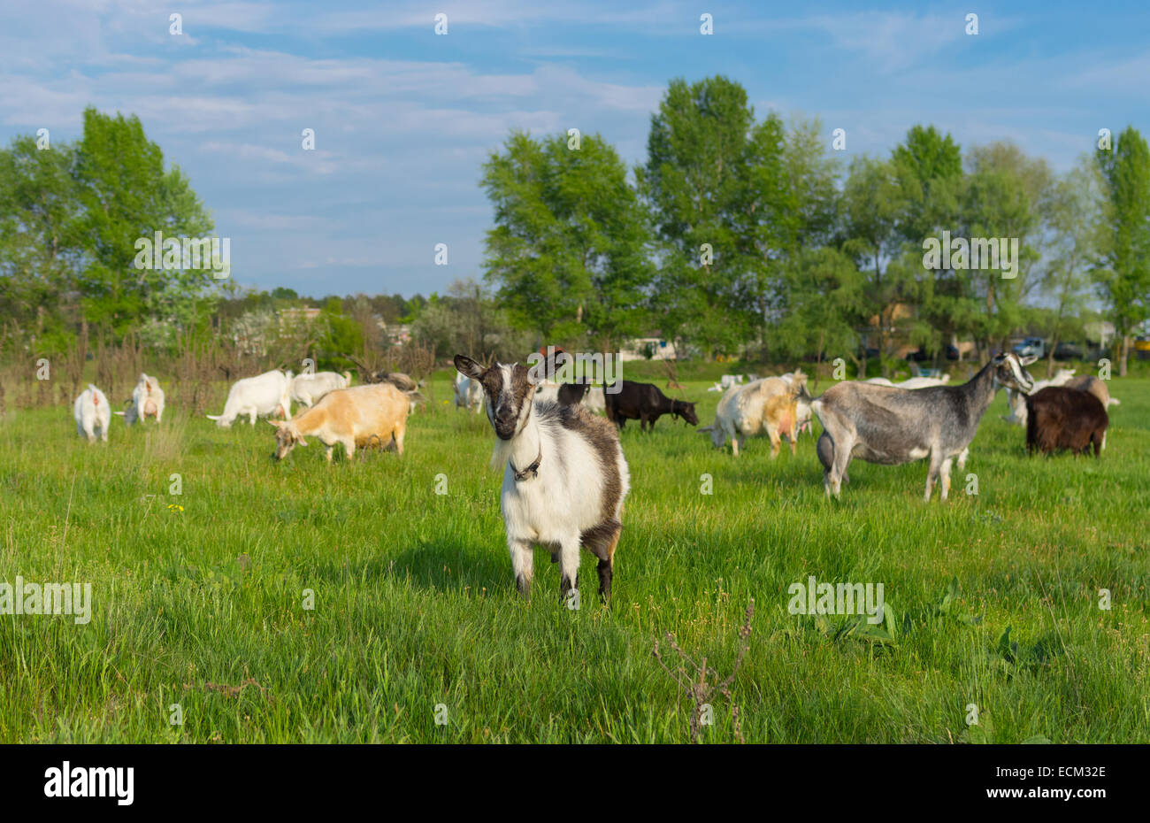 Warm goats milk hi-res stock photography and images - Alamy