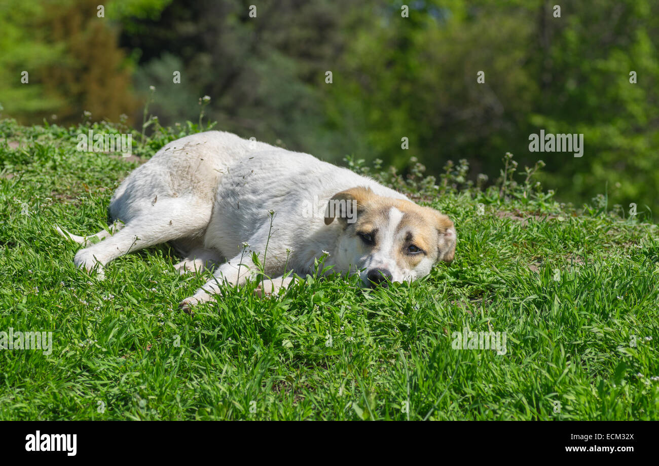 Stray dog relaxes under spring sun Stock Photo - Alamy