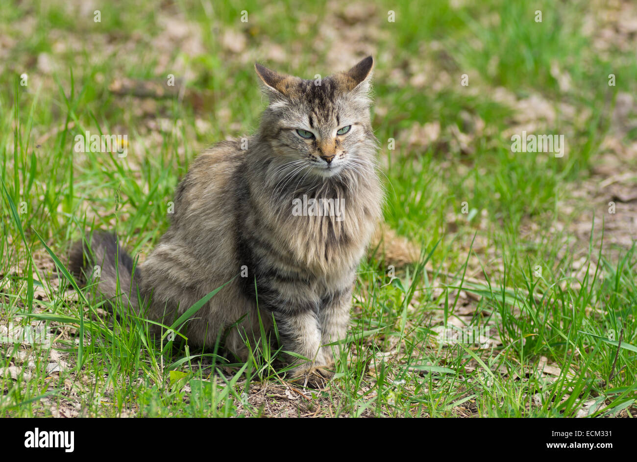 Cat full body hi-res stock photography and images - Alamy